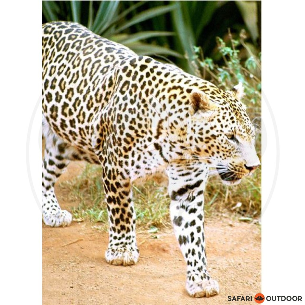 TARGET GARIPANI LUIPERD